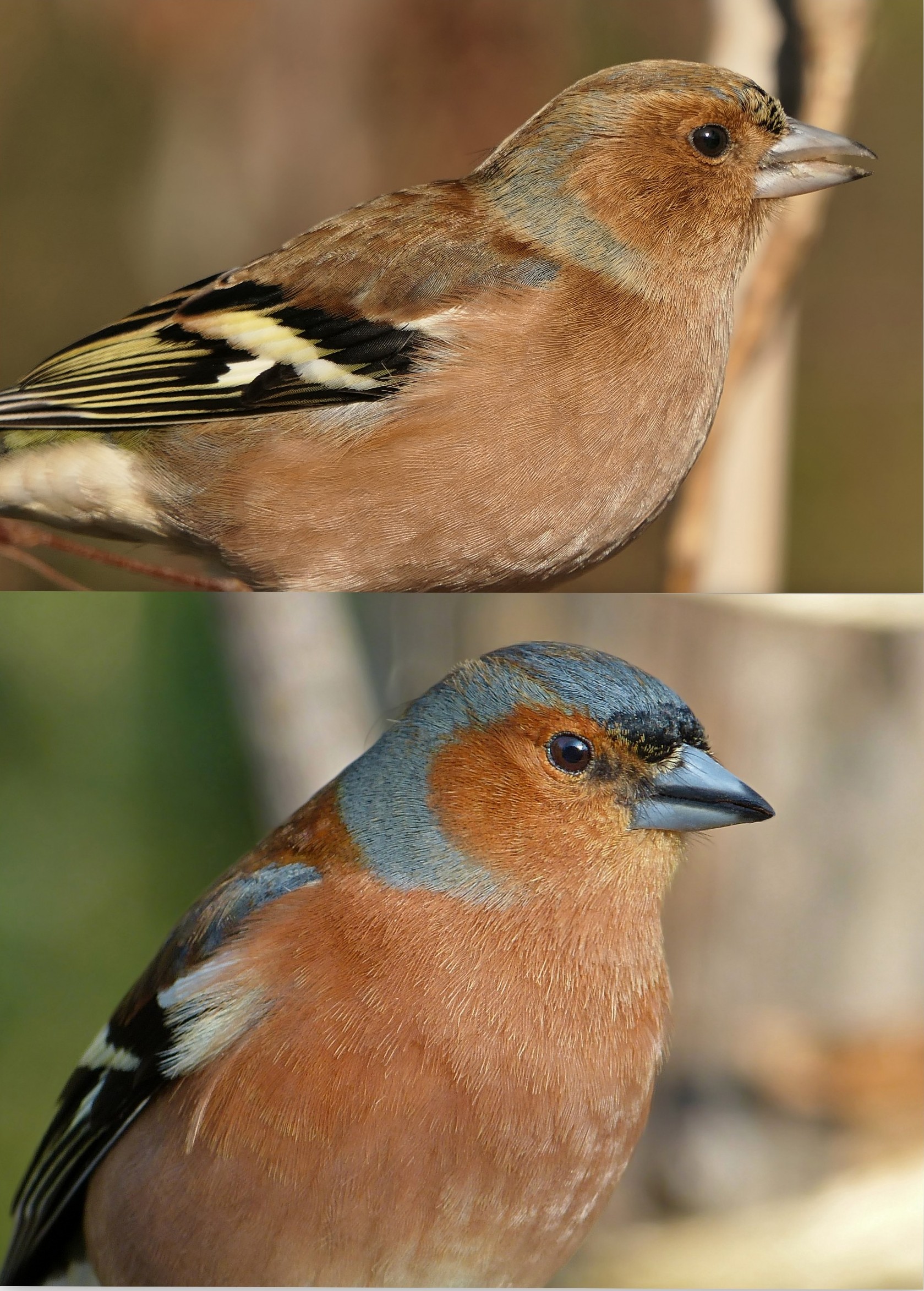 Pinson des arbres (Fringilla Coelebs- common chaffinch) - le jardin des ...