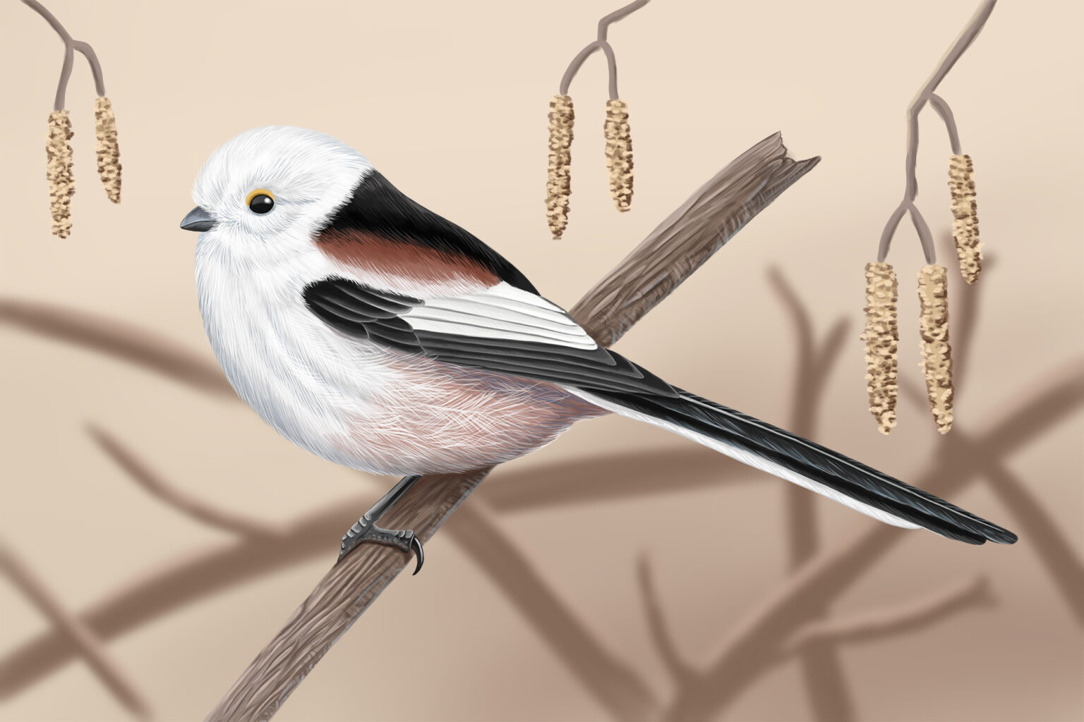 Orite à longue queue (Aegithalos caudatus) anciennement Mésange à ...