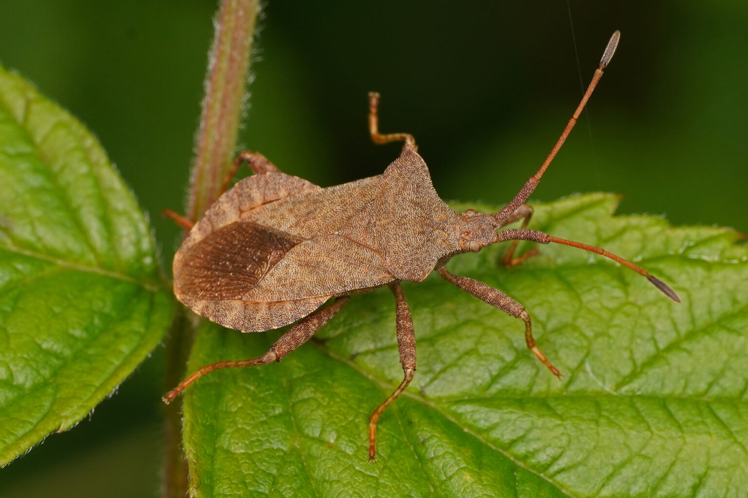 Corée marginée (coreus marginatus) - le jardin des oiseaux