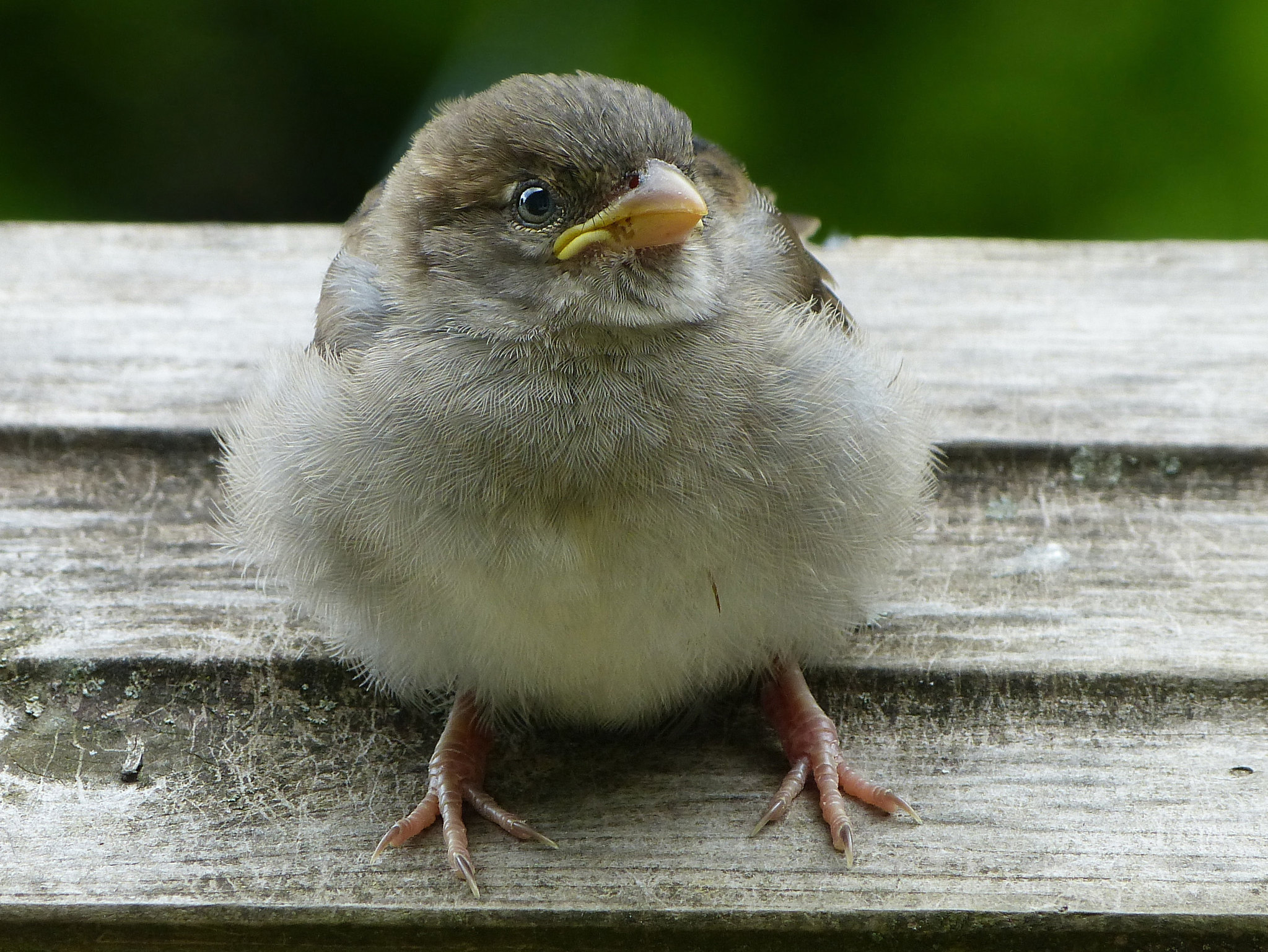 Moineaux domestique (passer domesticus) - le jardin des oiseaux