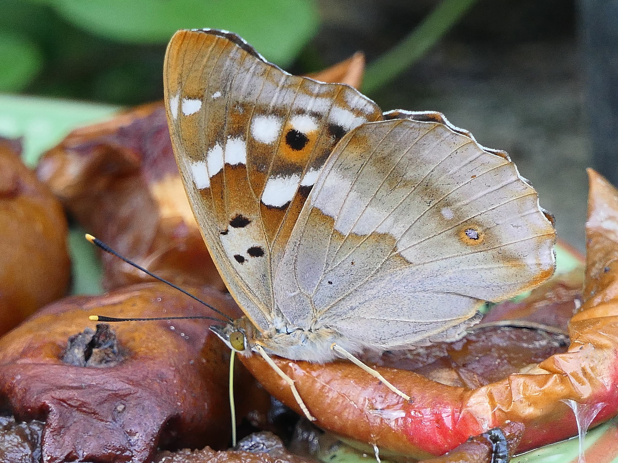 Petit mars changeant (Apaturia ilia ) 27 mai 2022 - le jardin des oiseaux