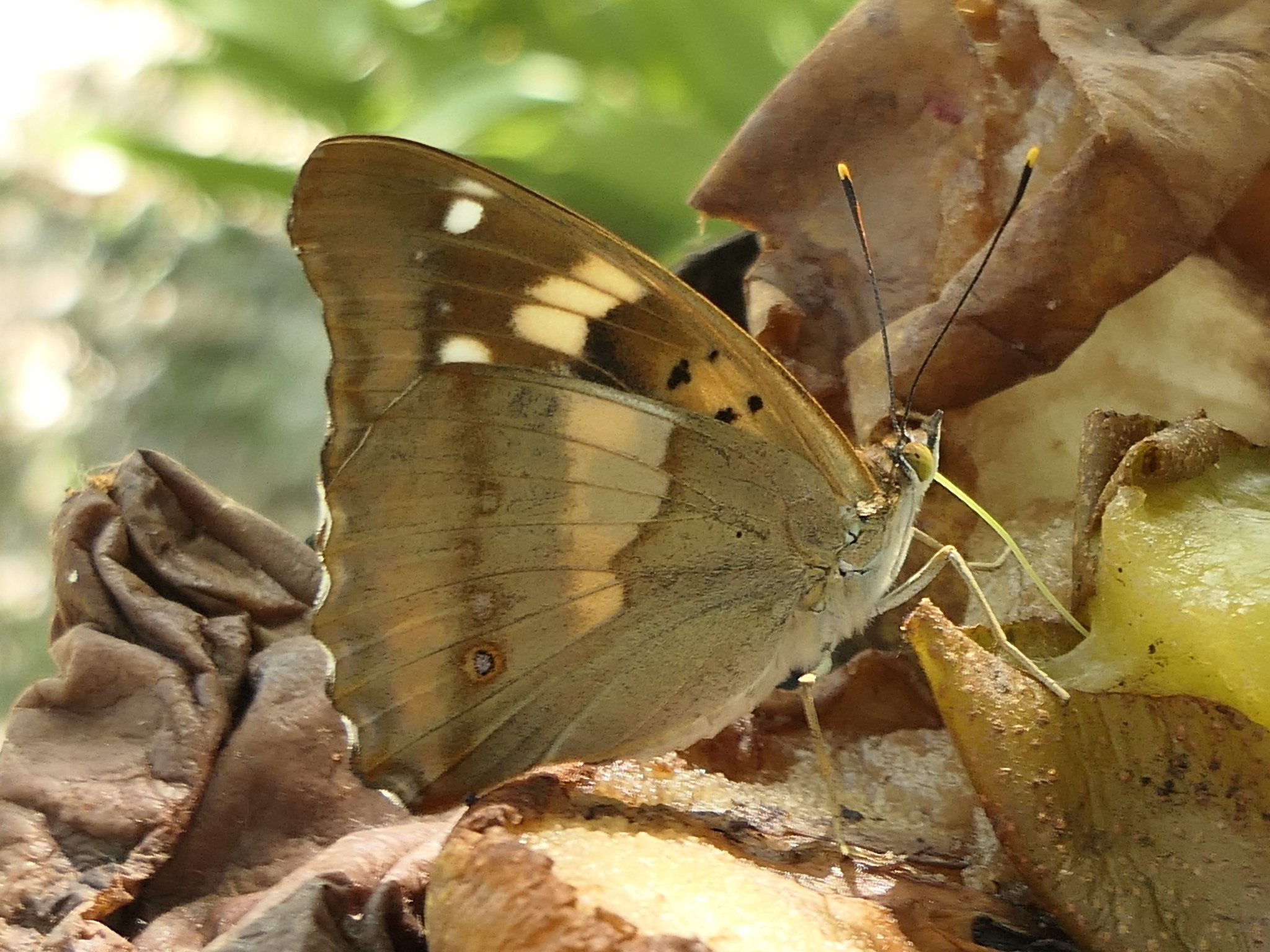 Petit mars changeant (Apaturia ilia ) 27 mai 2022 - le jardin des oiseaux