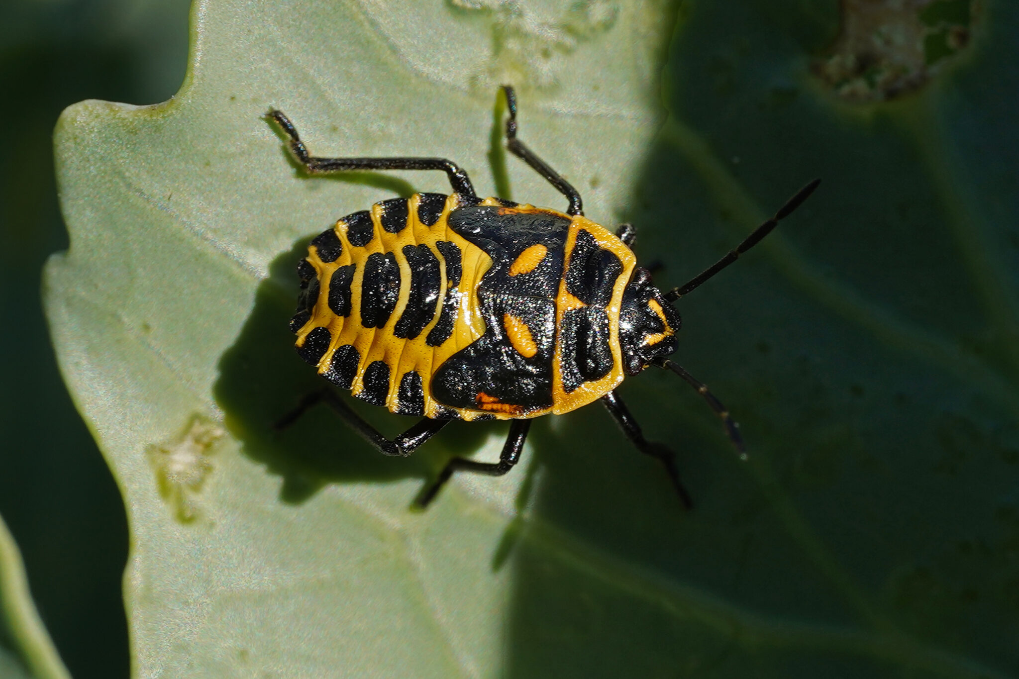 Punaise rouge du chou (Eurydema ventralis) - le jardin des oiseaux