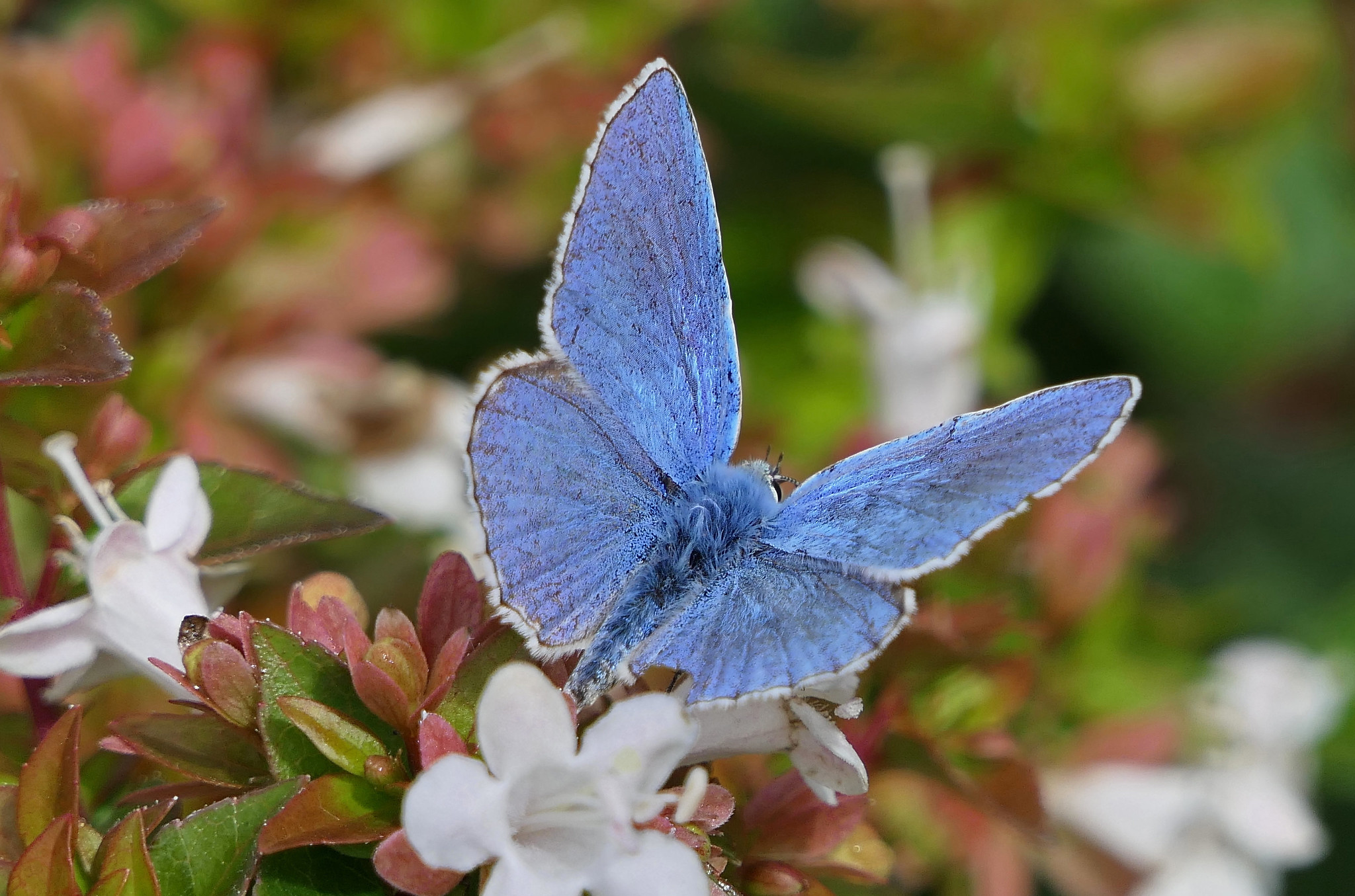 Argus bleu (Polyommatus icarus) - le jardin des oiseaux