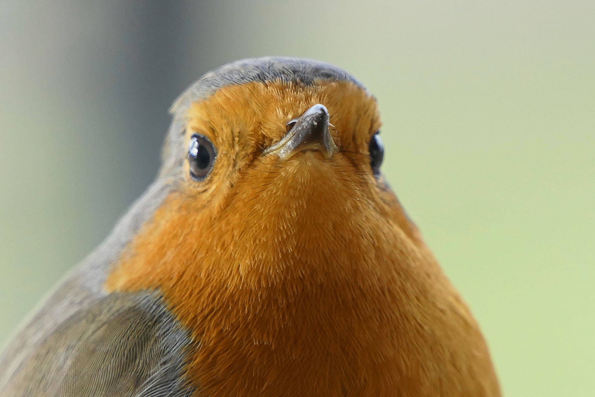 Rouge-gorge familier (Erithacus rubecula) - le jardin des oiseaux