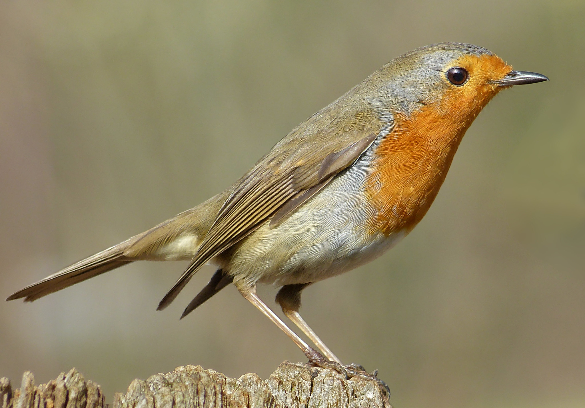 Rouge-gorge familier (Erithacus rubecula) - le jardin des oiseaux