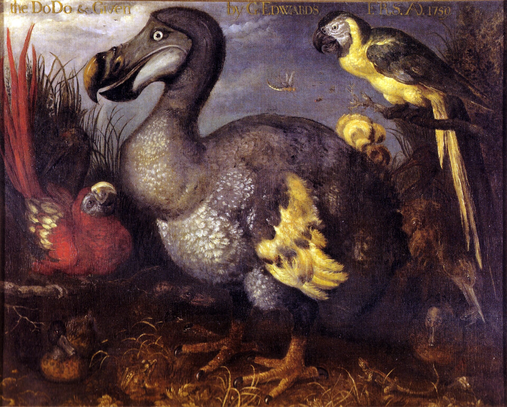 Dodo ou dronte de Maurice (Raphus cucullatus) - le jardin des oiseaux