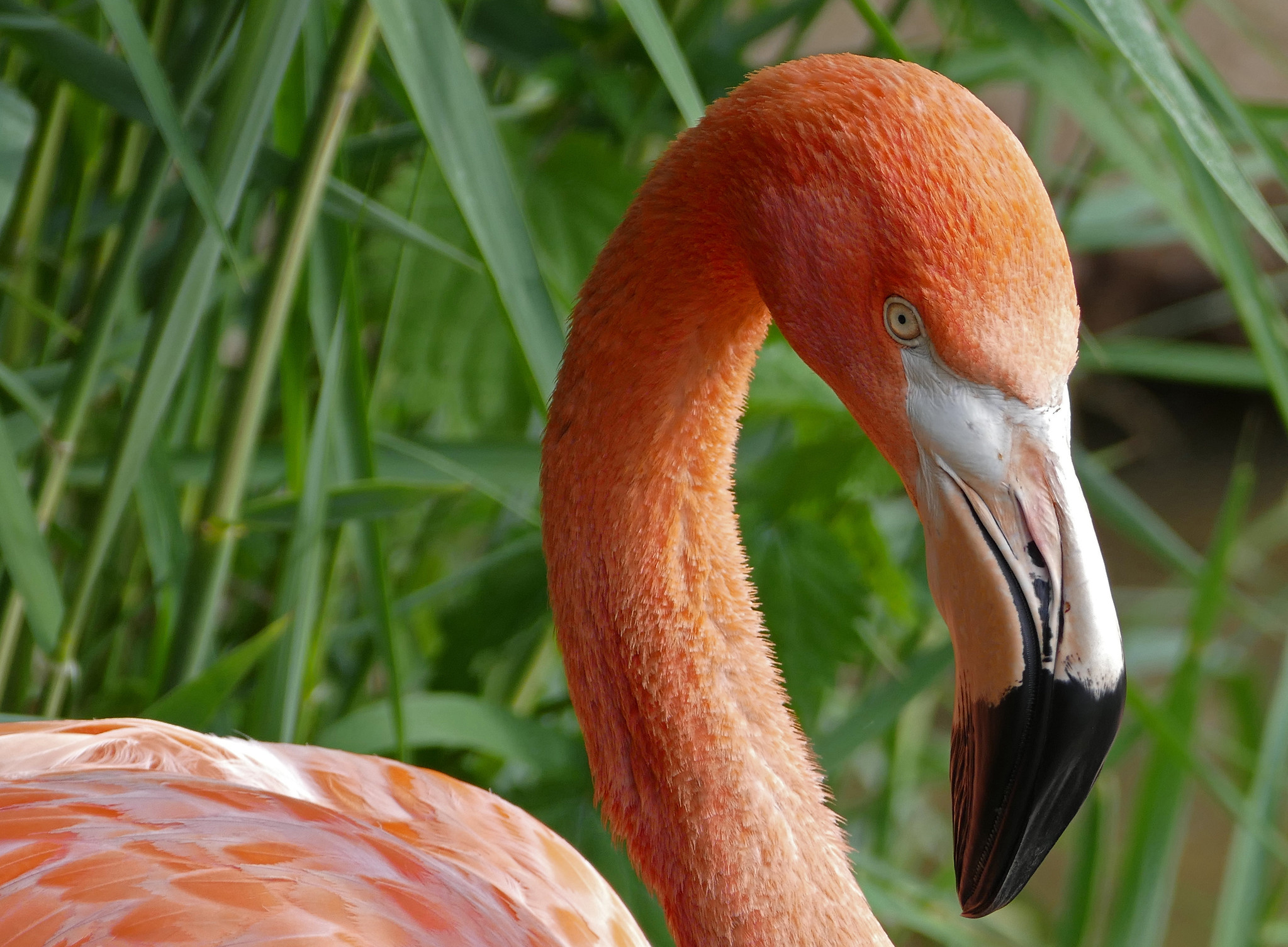 Forme des becs des oiseaux selon leur fonction - le jardin des oiseaux
