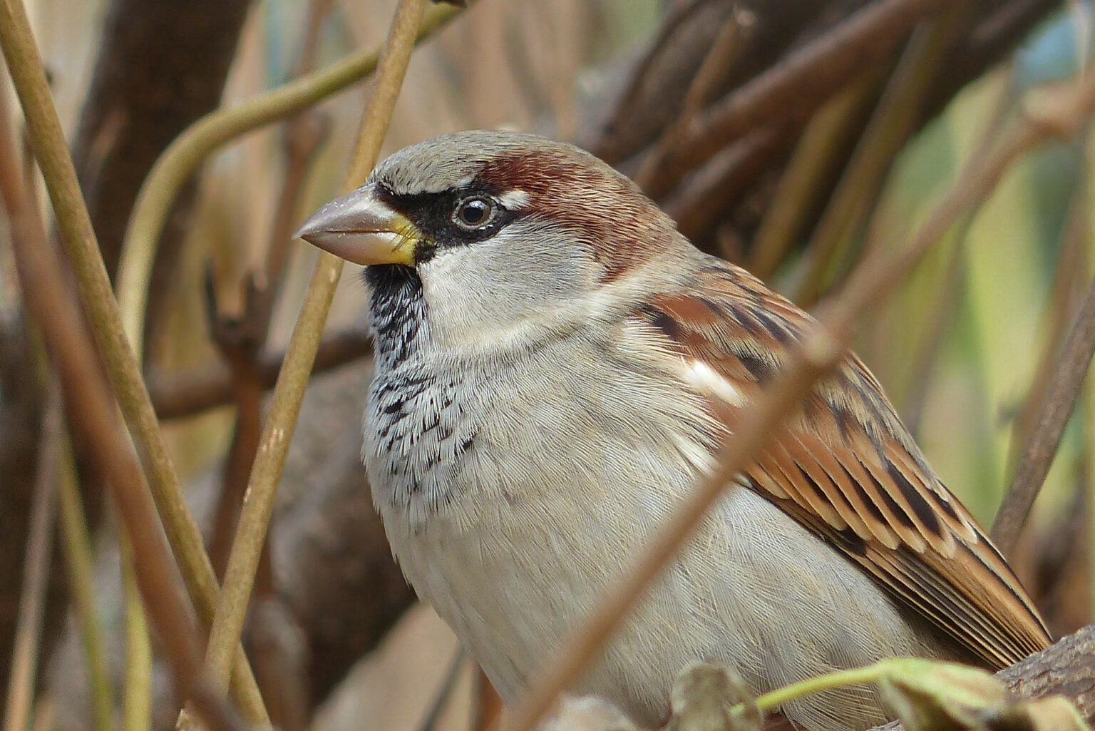 Forme des becs des oiseaux selon leur fonction - le jardin des oiseaux