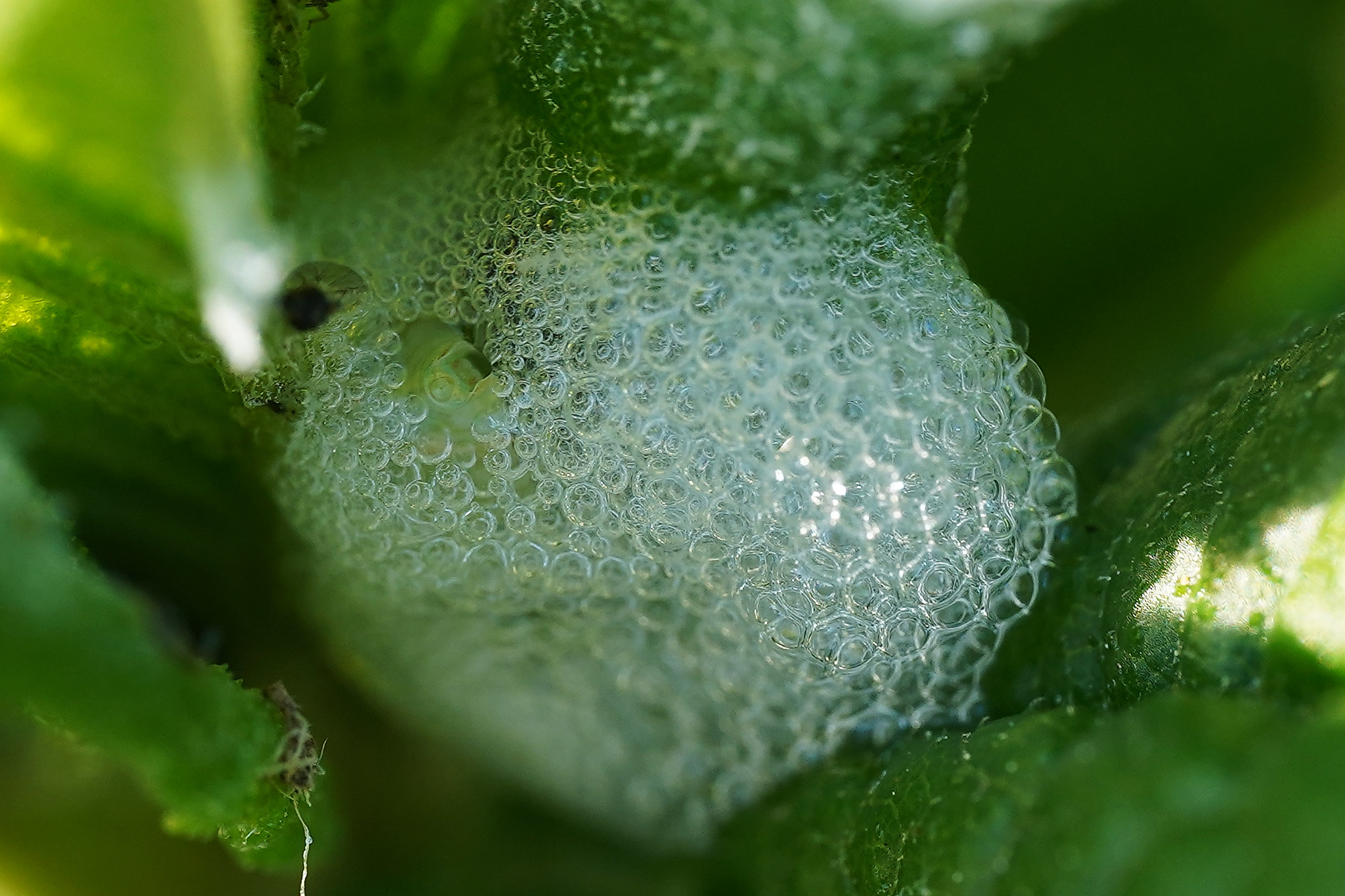 Crachat de coucou - le jardin des oiseaux