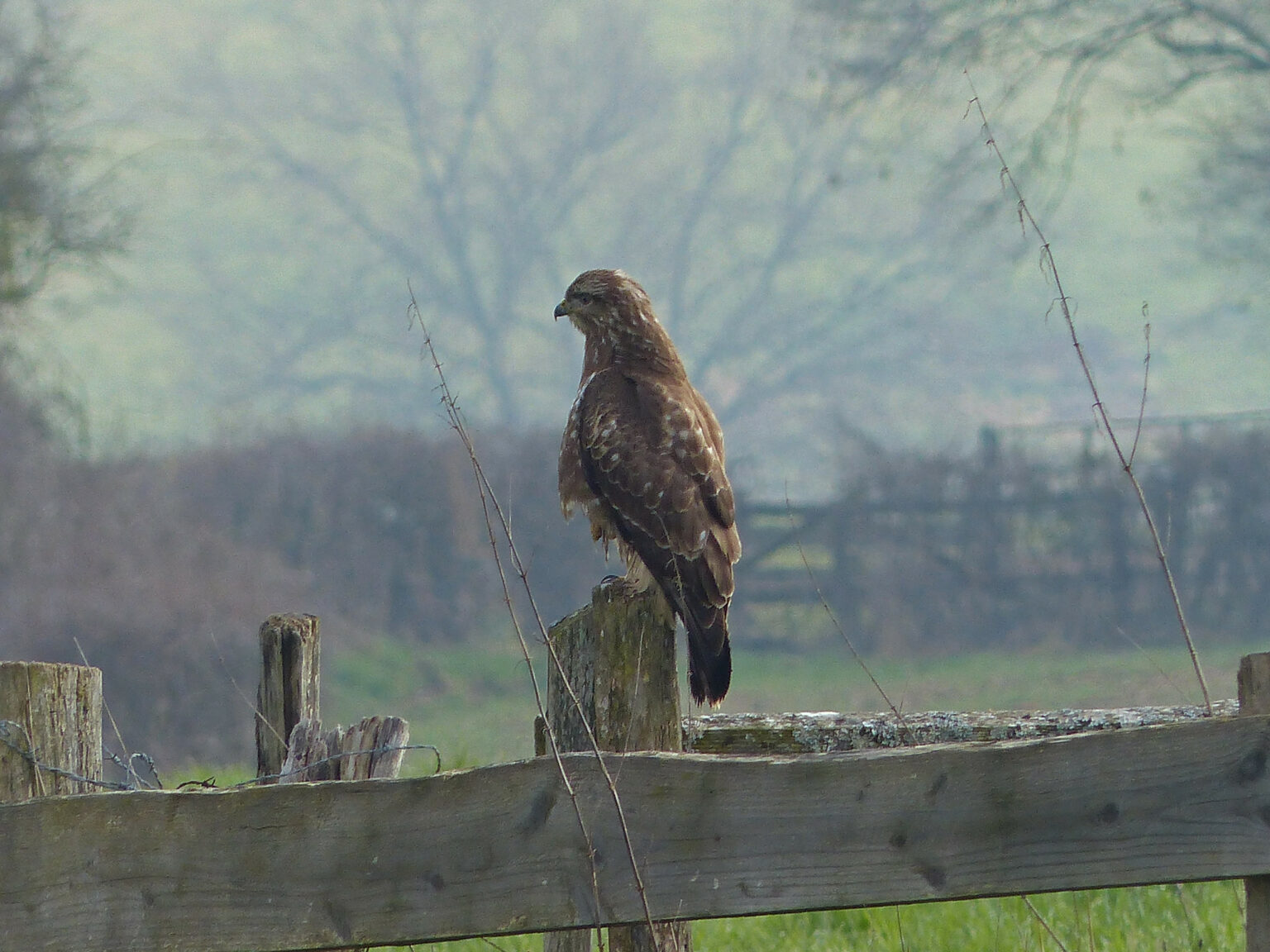 Forme des becs des oiseaux selon leur fonction - le jardin des oiseaux