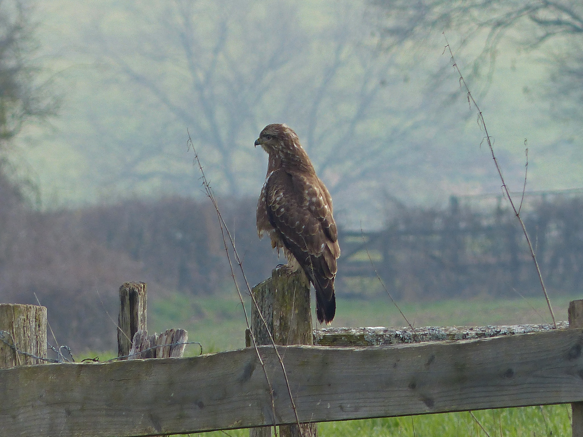 Forme des becs des oiseaux selon leur fonction - le jardin des oiseaux