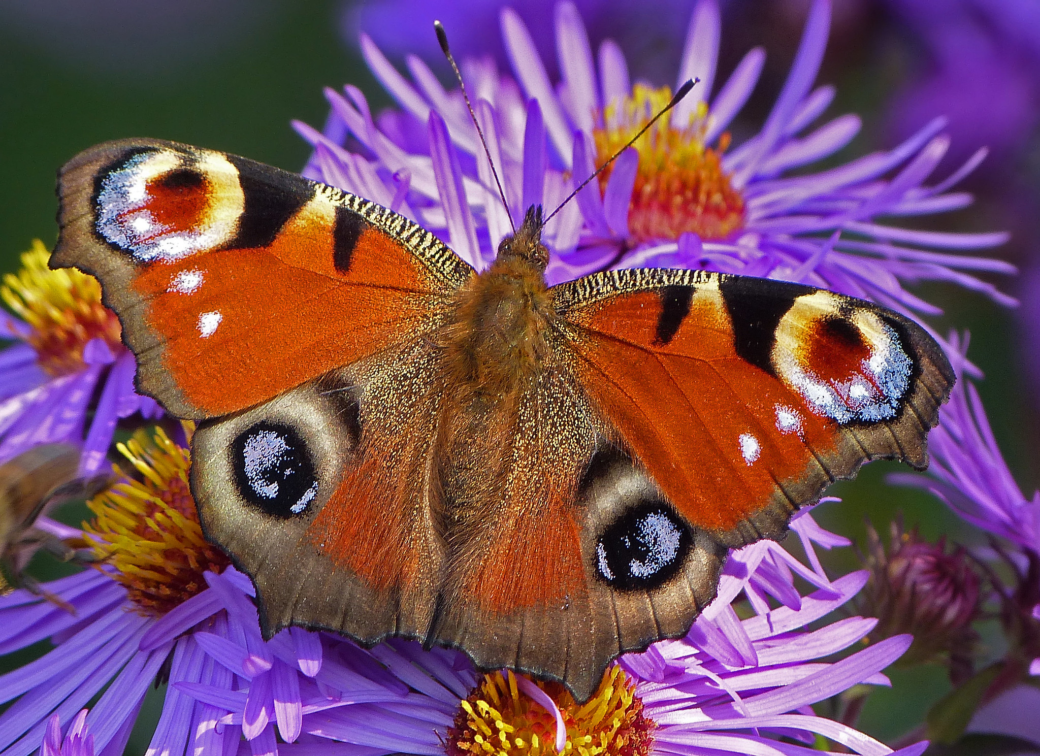 Les ocelles des papillons - le jardin des oiseaux