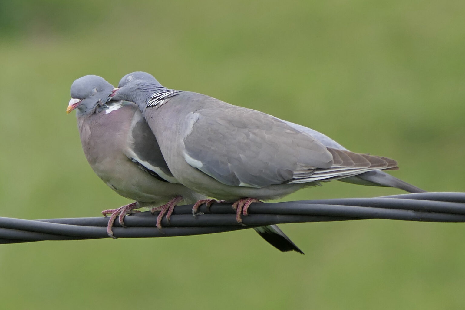 Pigeon ramier (Columba palumbus) - le jardin des oiseaux