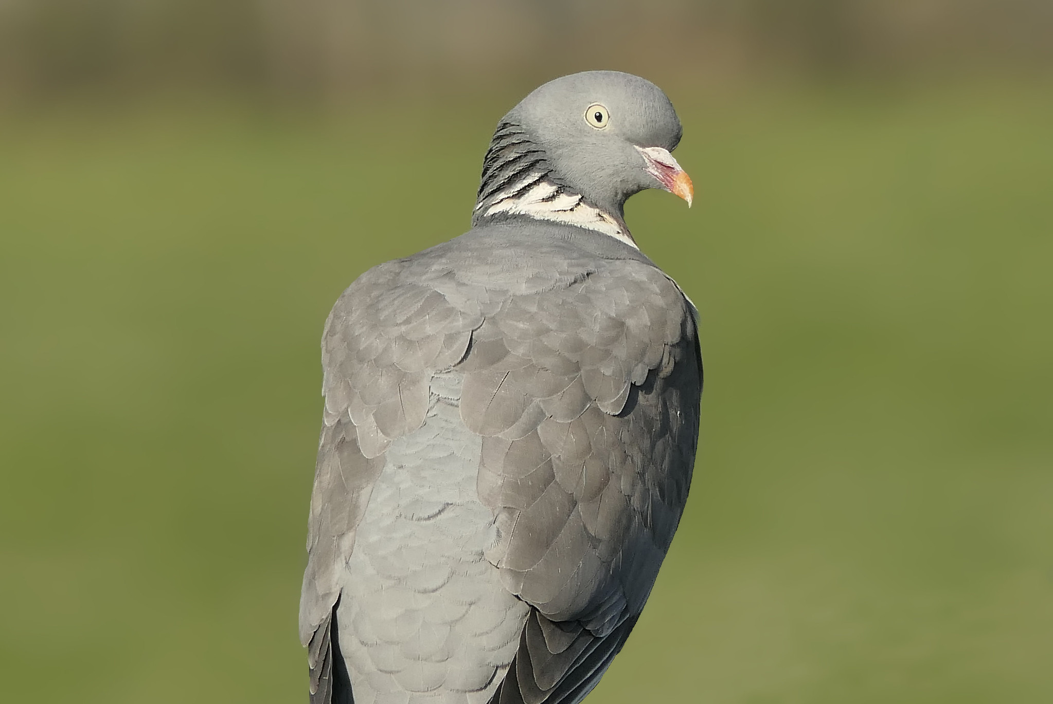 Pigeon ramier (Columba palumbus) - le jardin des oiseaux