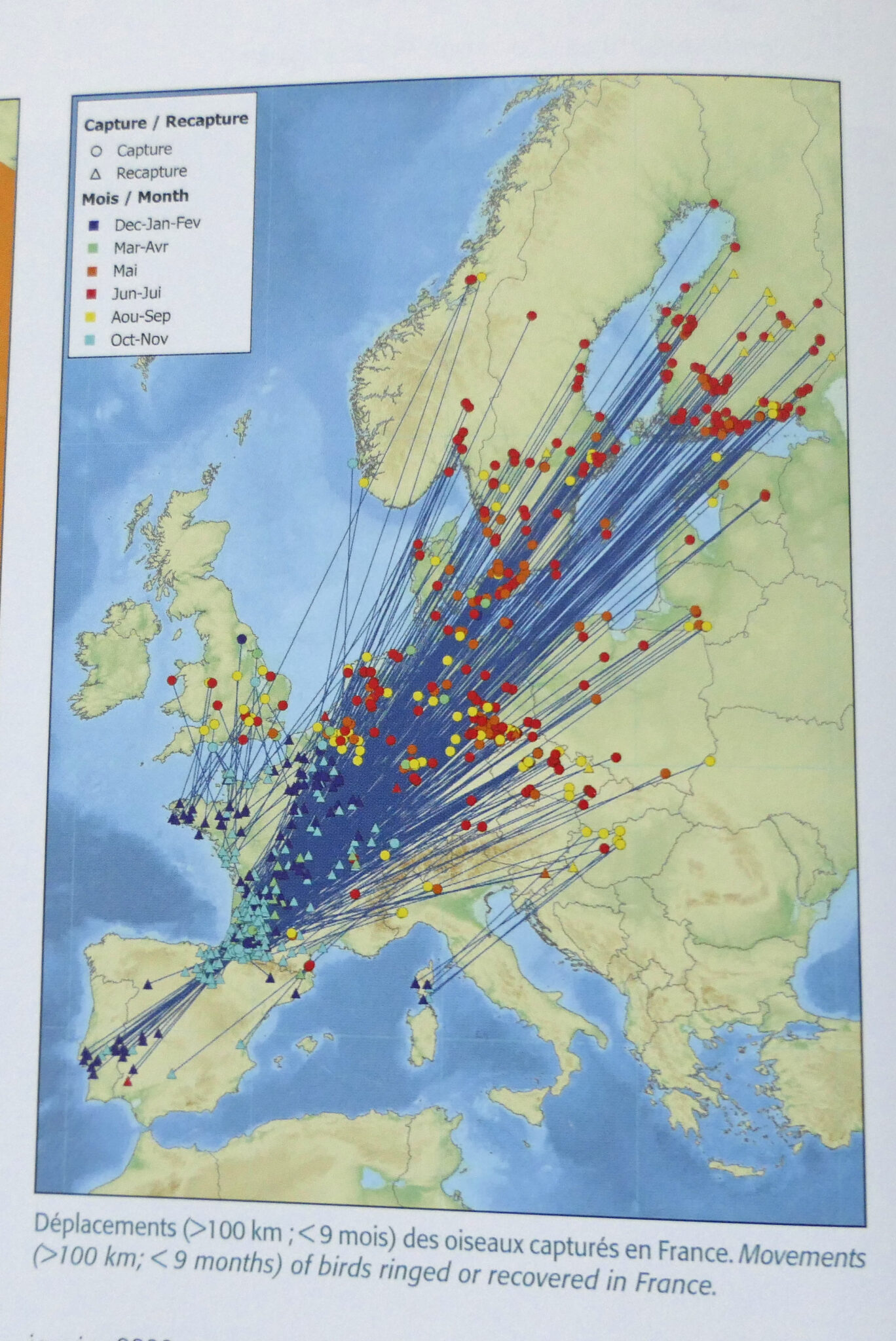 Pigeon ramier (Columba palumbus) - le jardin des oiseaux