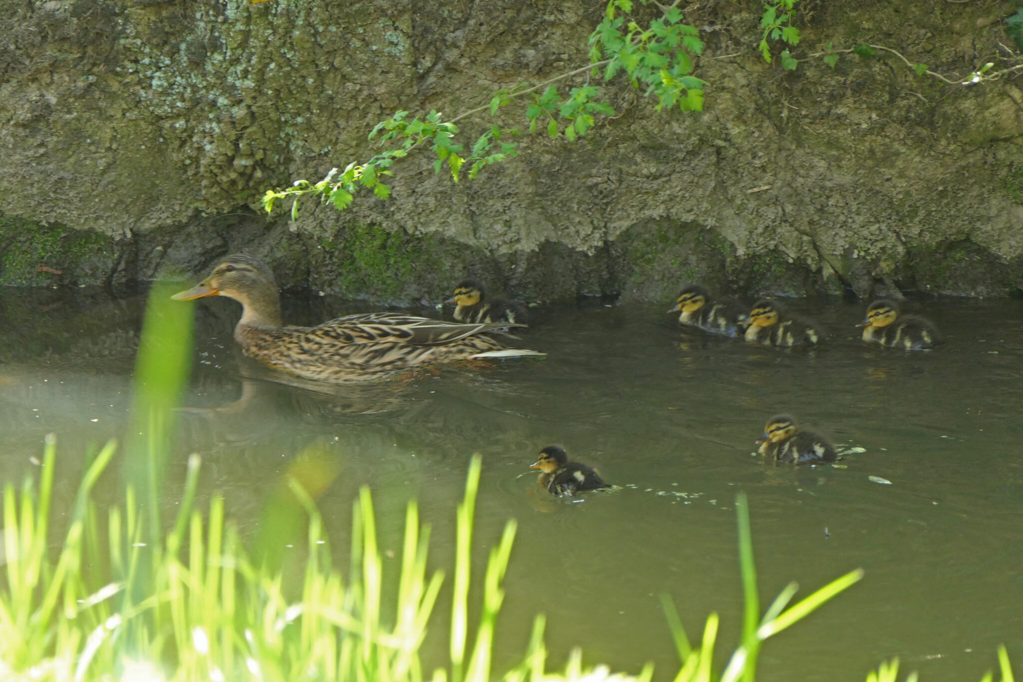 Canard colvert (Anas platyrhynchos) - le jardin des oiseaux