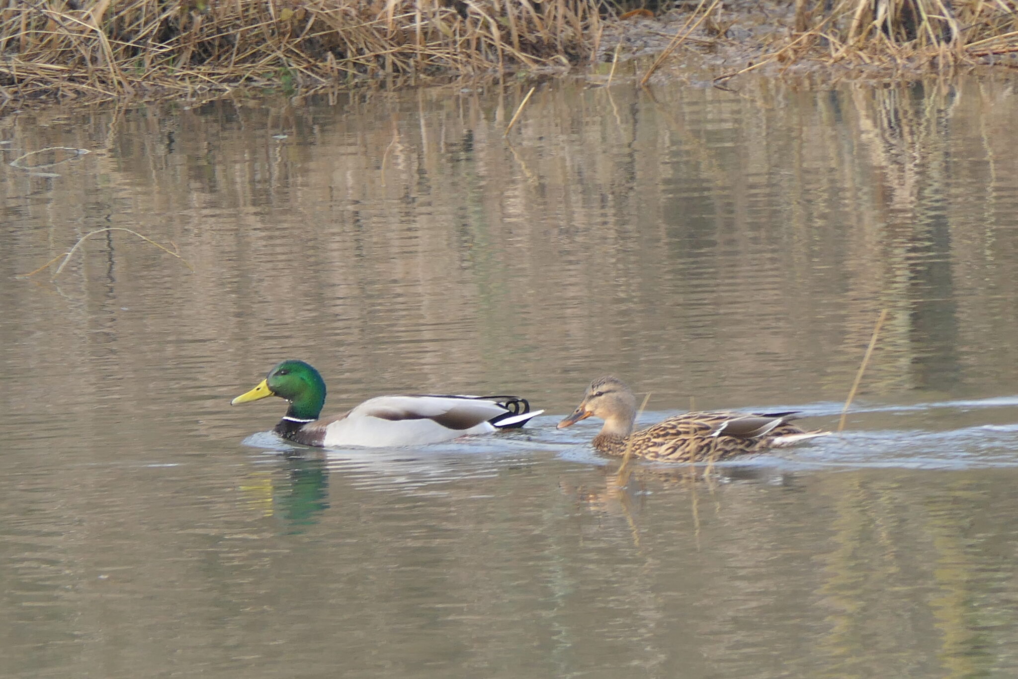 Canard colvert (Anas platyrhynchos) - le jardin des oiseaux