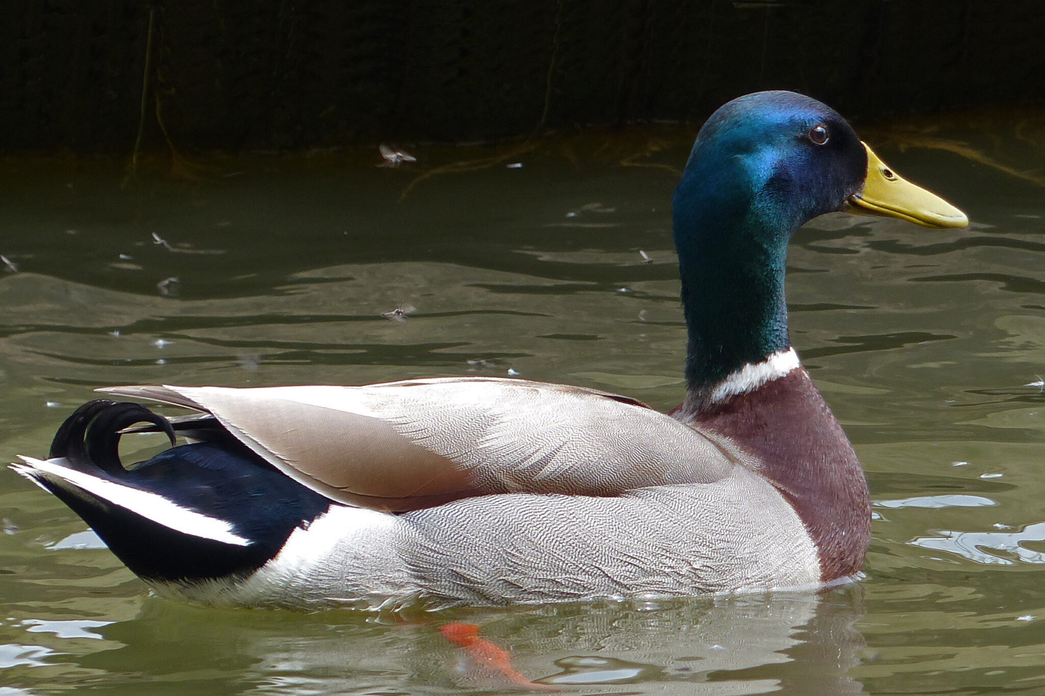 Canard colvert (Anas platyrhynchos) - le jardin des oiseaux