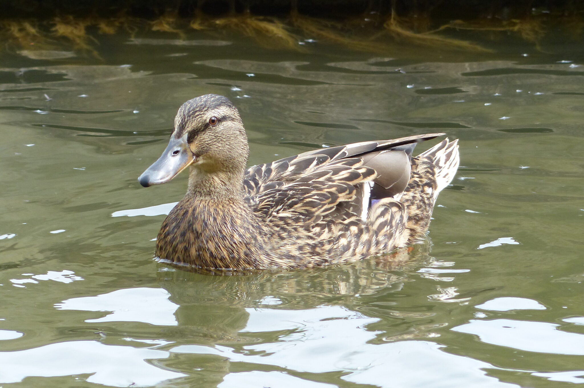 Canard colvert (Anas platyrhynchos) - le jardin des oiseaux