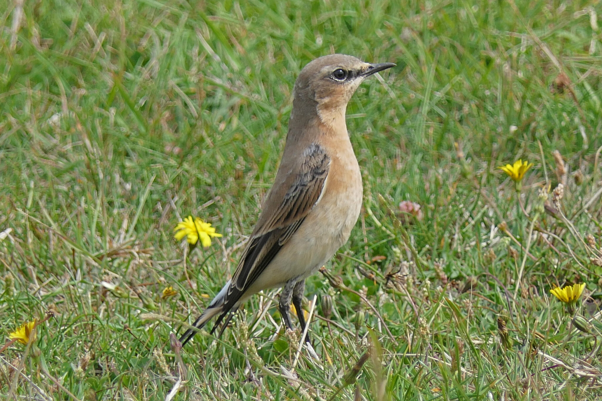 Traquet motteux (Oenanthe oenanthe) - le jardin des oiseaux