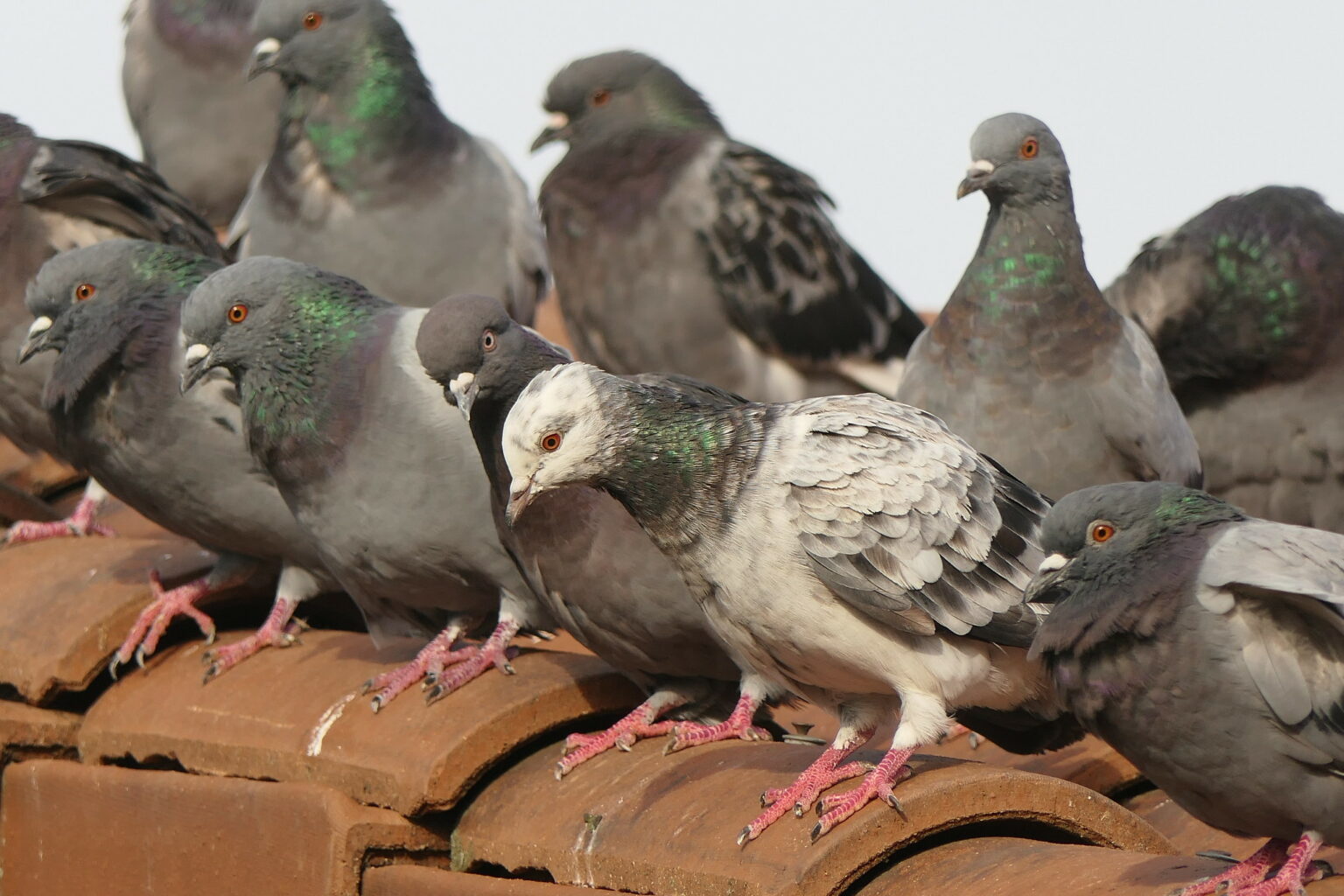 Pigeon biset (Columba livia) - le jardin des oiseaux