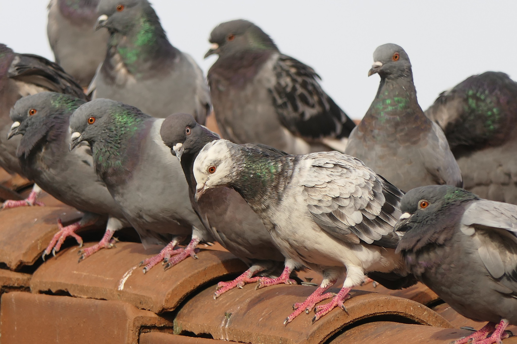 Pigeon biset (Columba livia) - le jardin des oiseaux