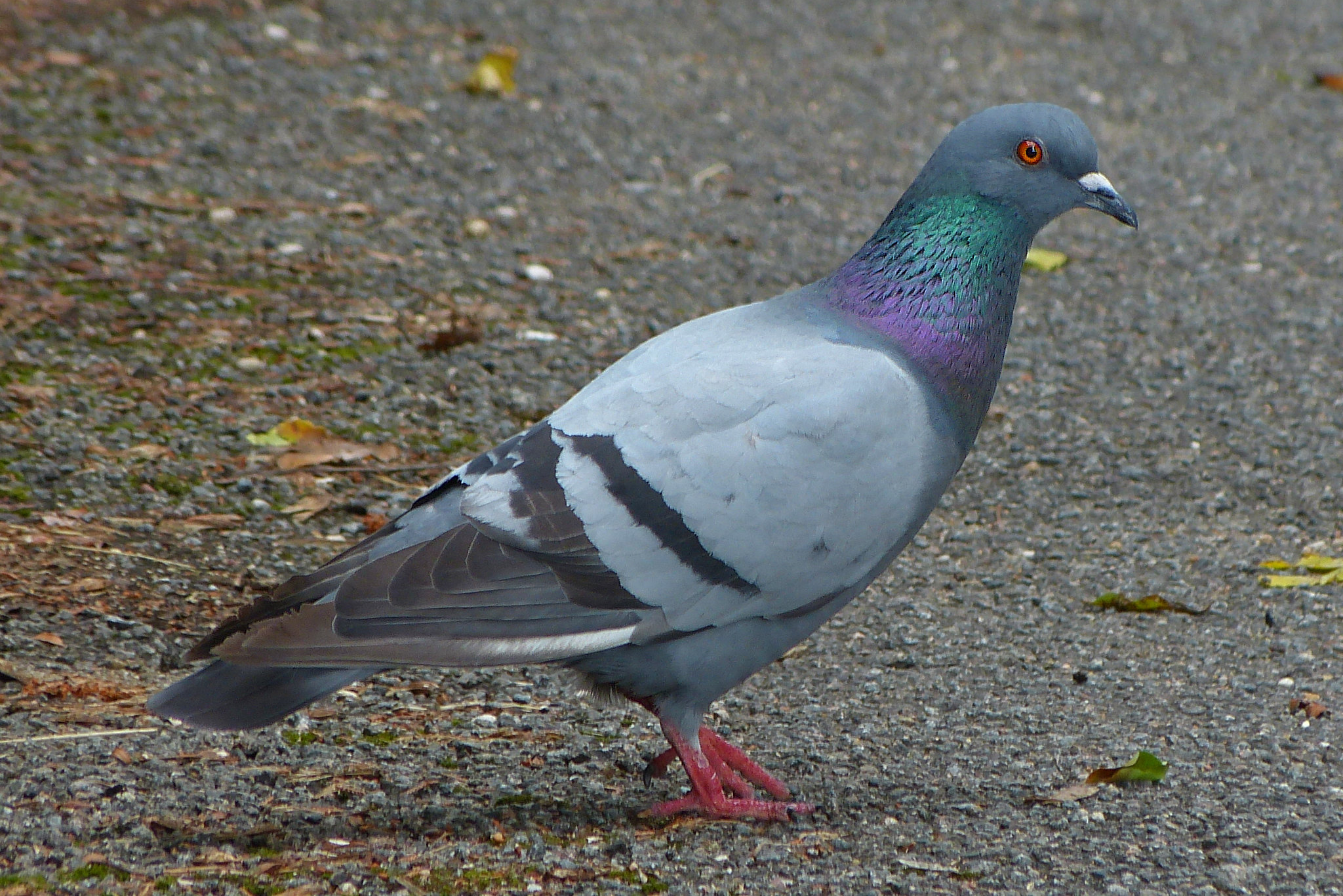 Pigeon biset (Columba livia) - le jardin des oiseaux