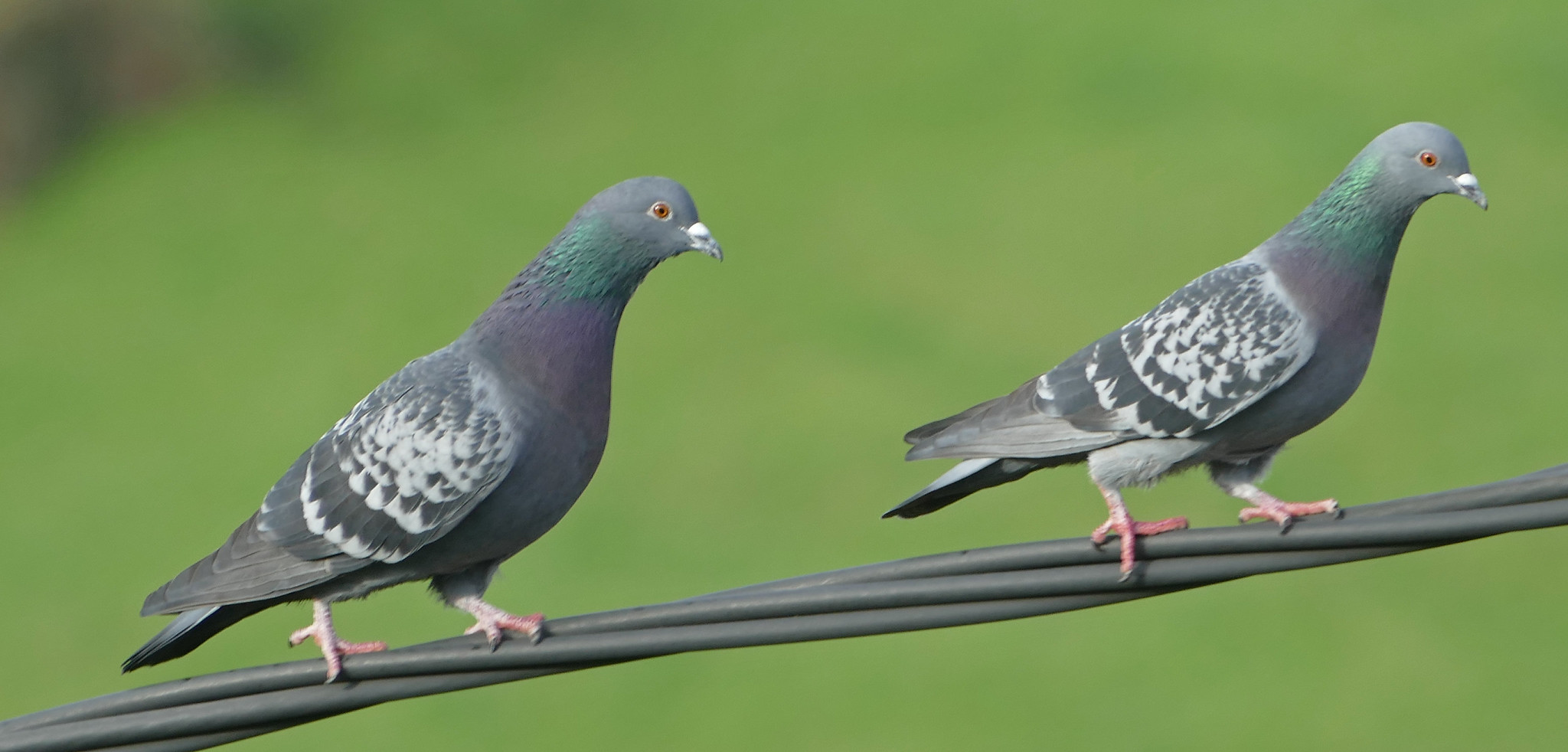 Pigeon biset (Columba livia) - le jardin des oiseaux