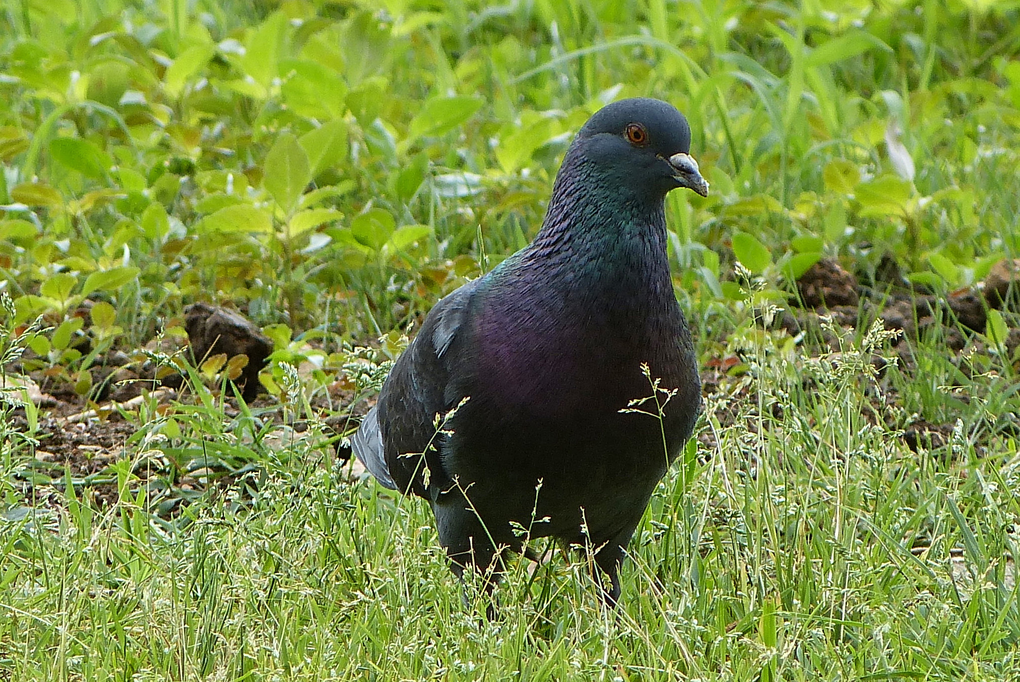 Pigeon biset (Columba livia) - le jardin des oiseaux