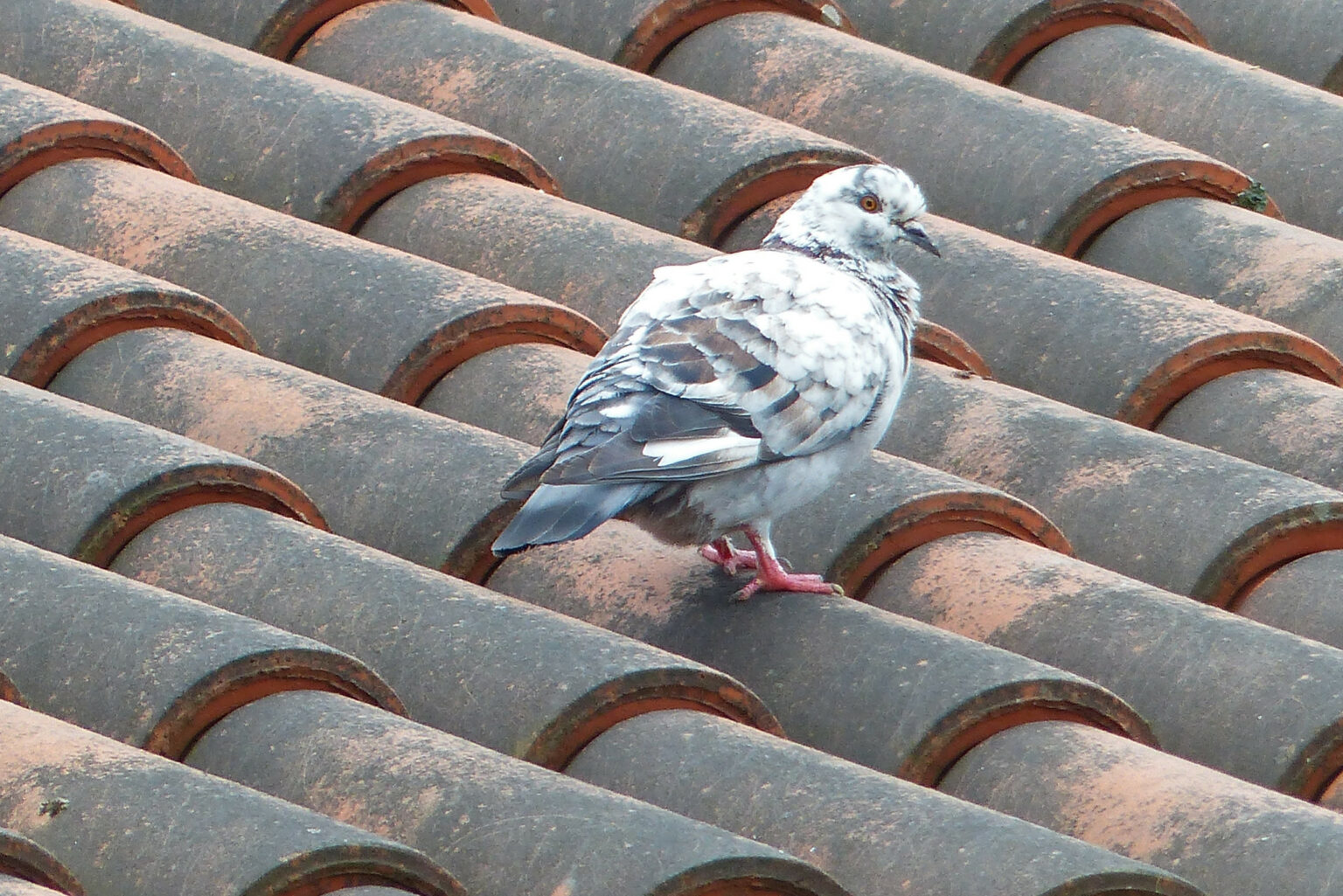 Pigeon biset (Columba livia) - le jardin des oiseaux