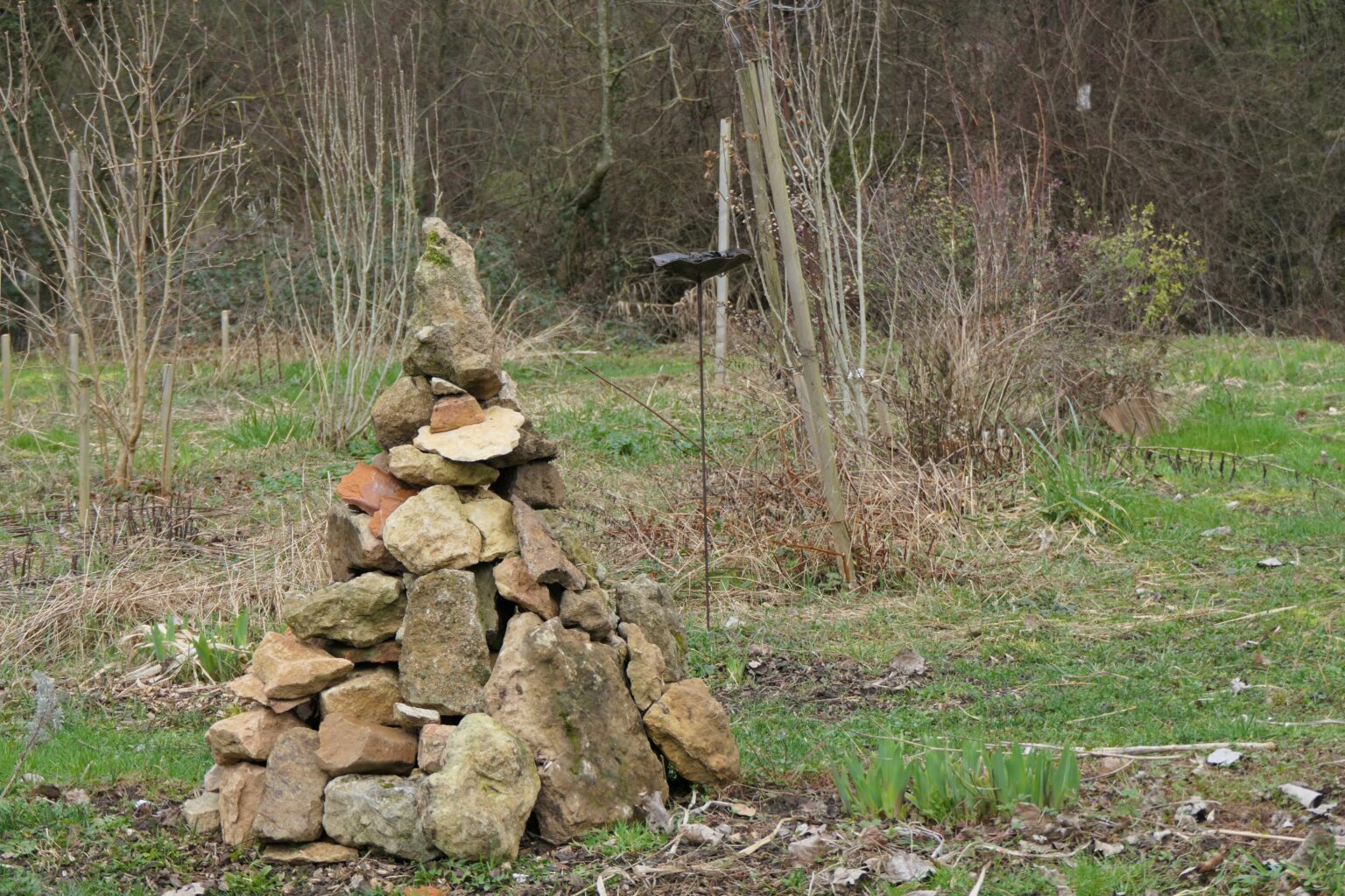 Les coccinelles (Coccinellidae) - le jardin des oiseaux