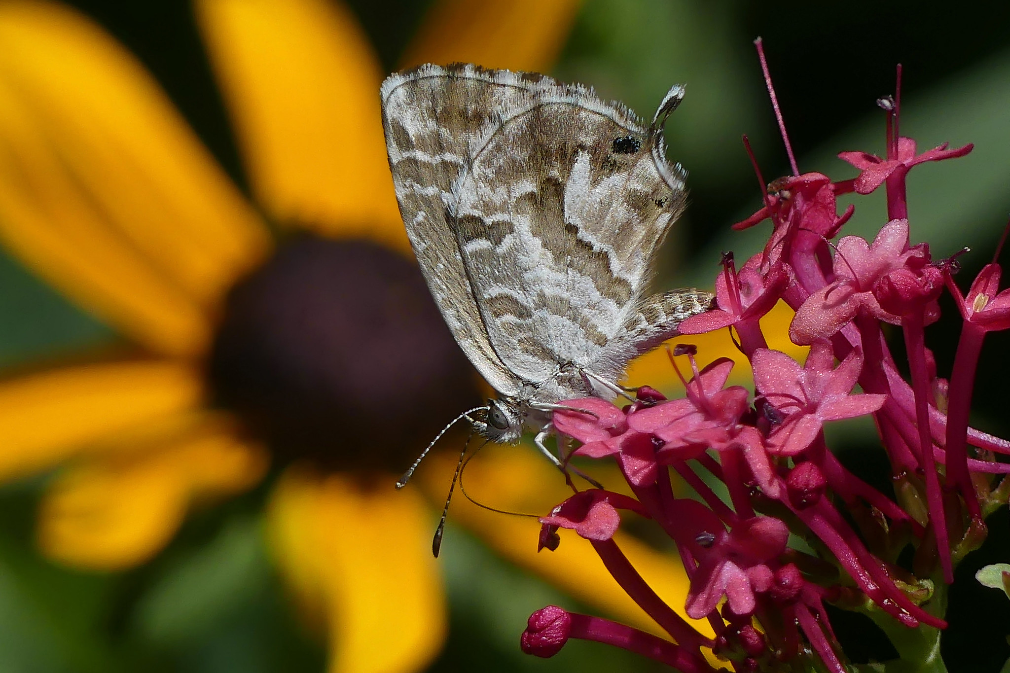Brun des pélargoniums (Cacyreus marshalli) - le jardin des oiseaux
