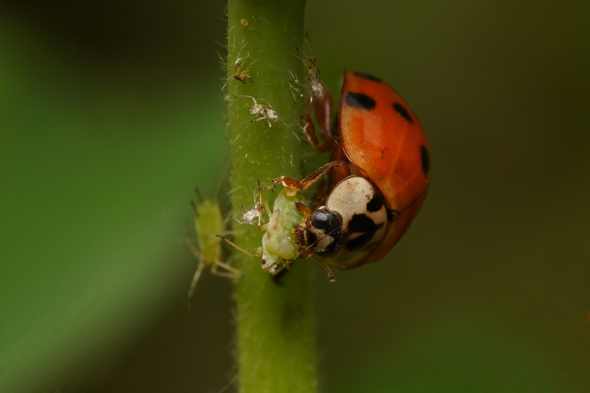Les coccinelles (Coccinellidae) - le jardin des oiseaux