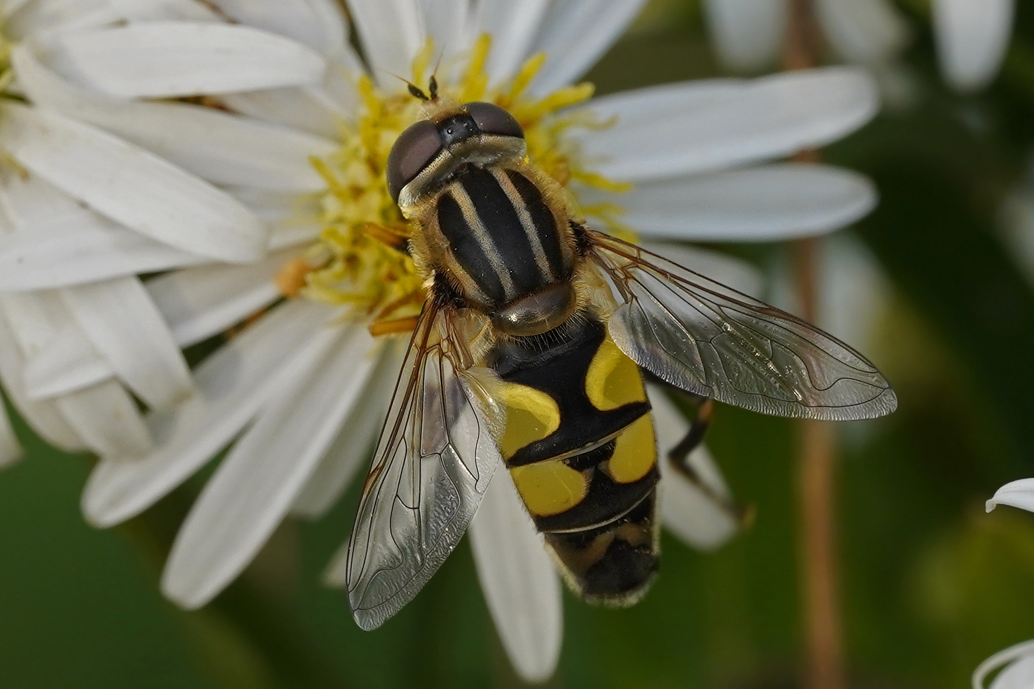 Les syrphes (Syrphidae) - le jardin des oiseaux