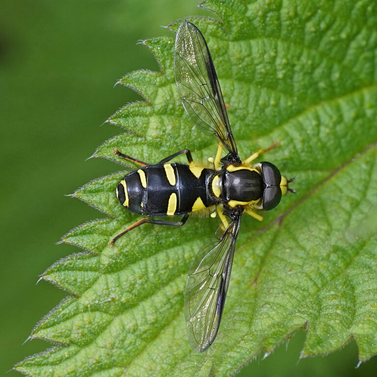 Les syrphes (Syrphidae) - le jardin des oiseaux