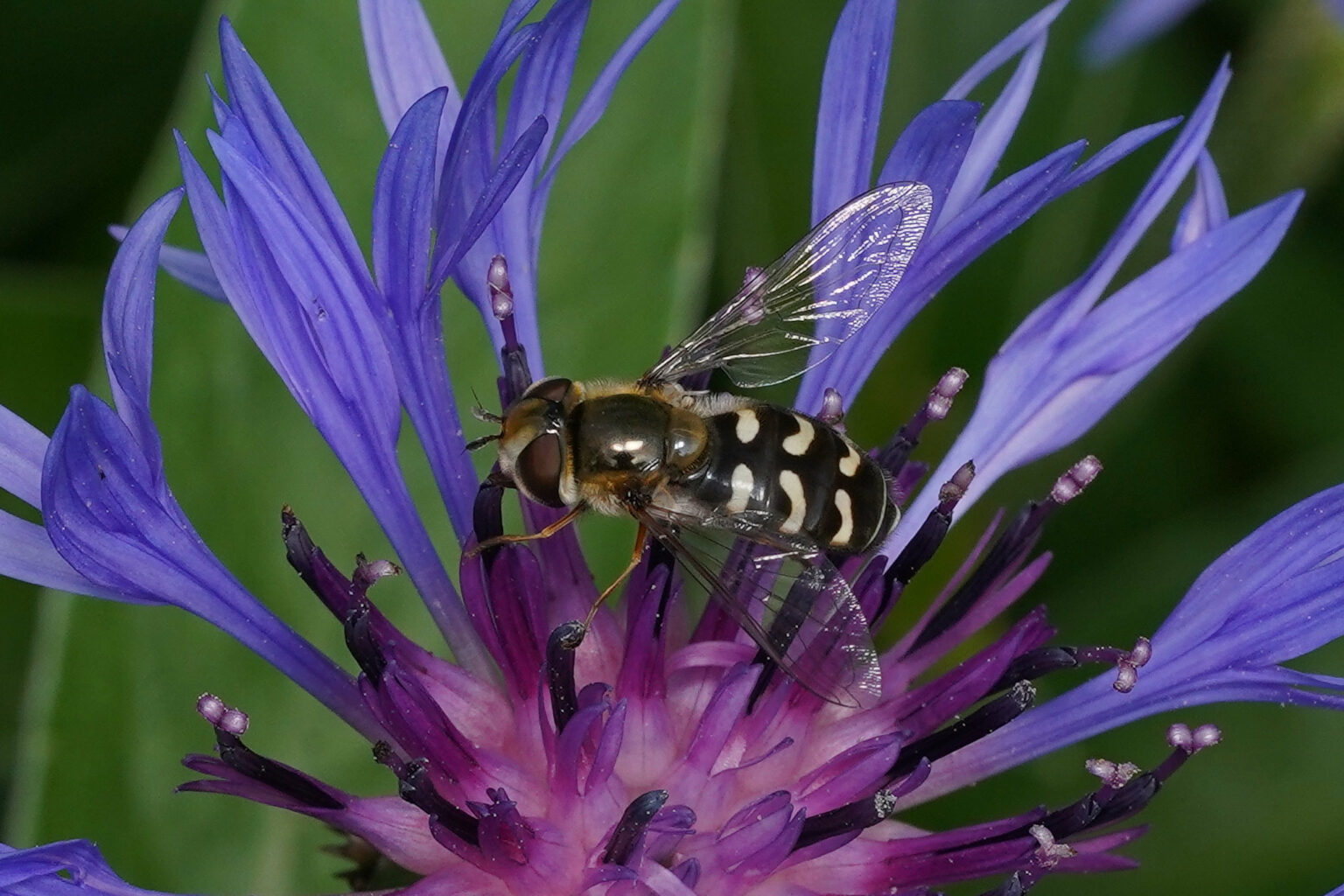 Les syrphes (Syrphidae) - le jardin des oiseaux