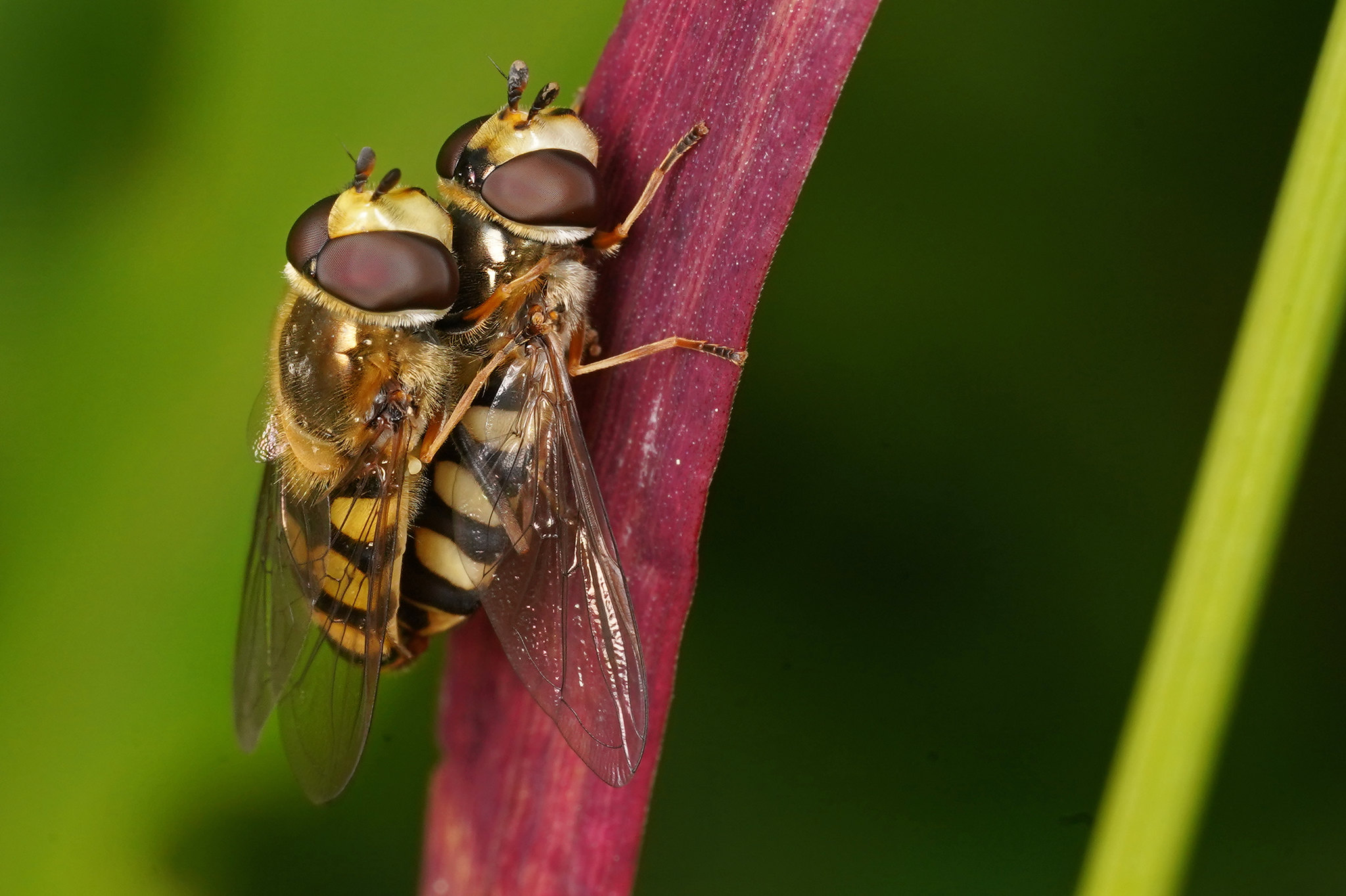 Les syrphes (Syrphidae) - le jardin des oiseaux