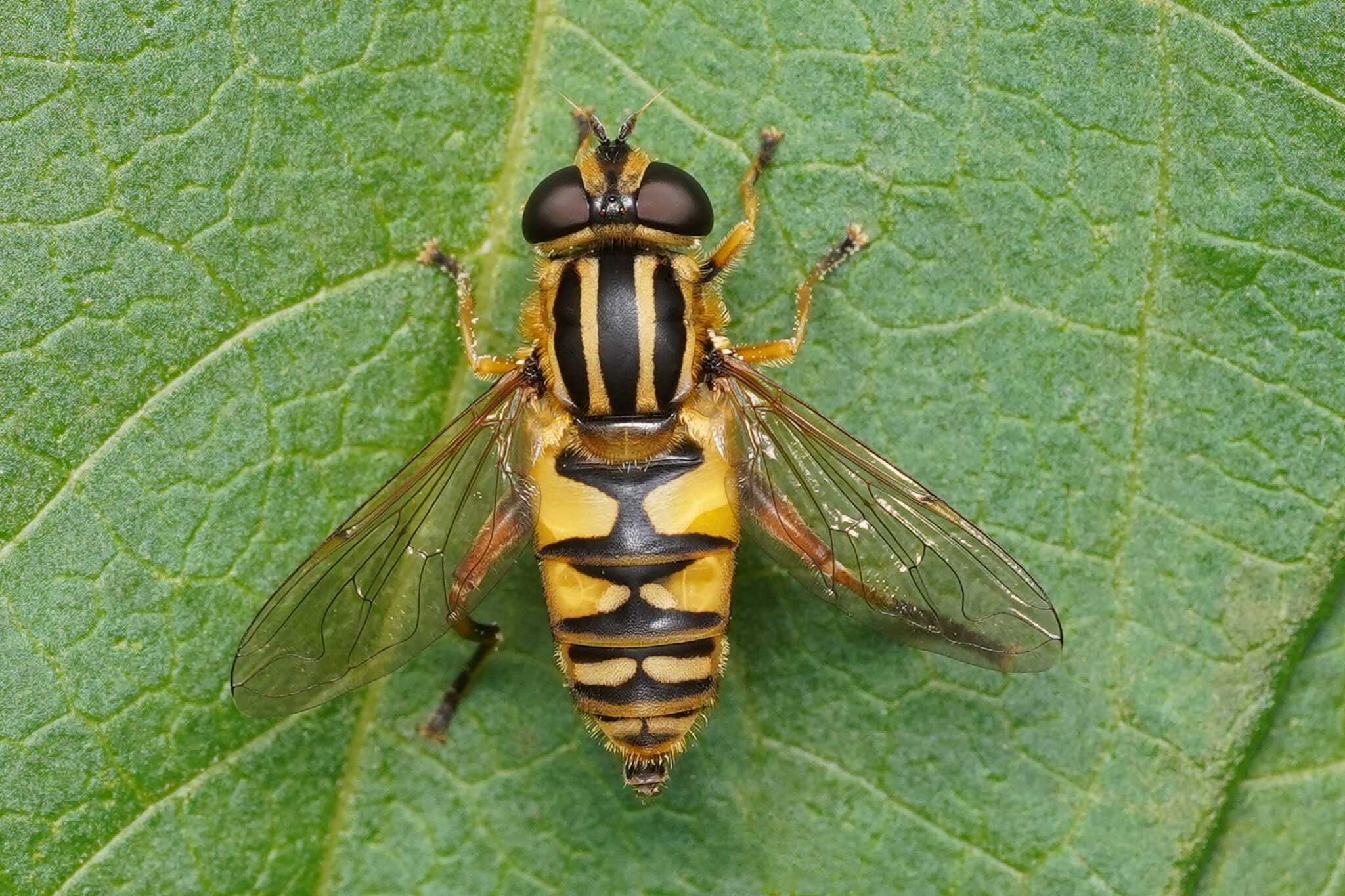 Les syrphes (Syrphidae) - le jardin des oiseaux