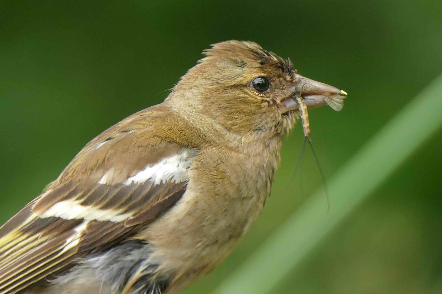 Pinson des arbres (Fringilla Coelebs- common chaffinch) - le jardin des ...