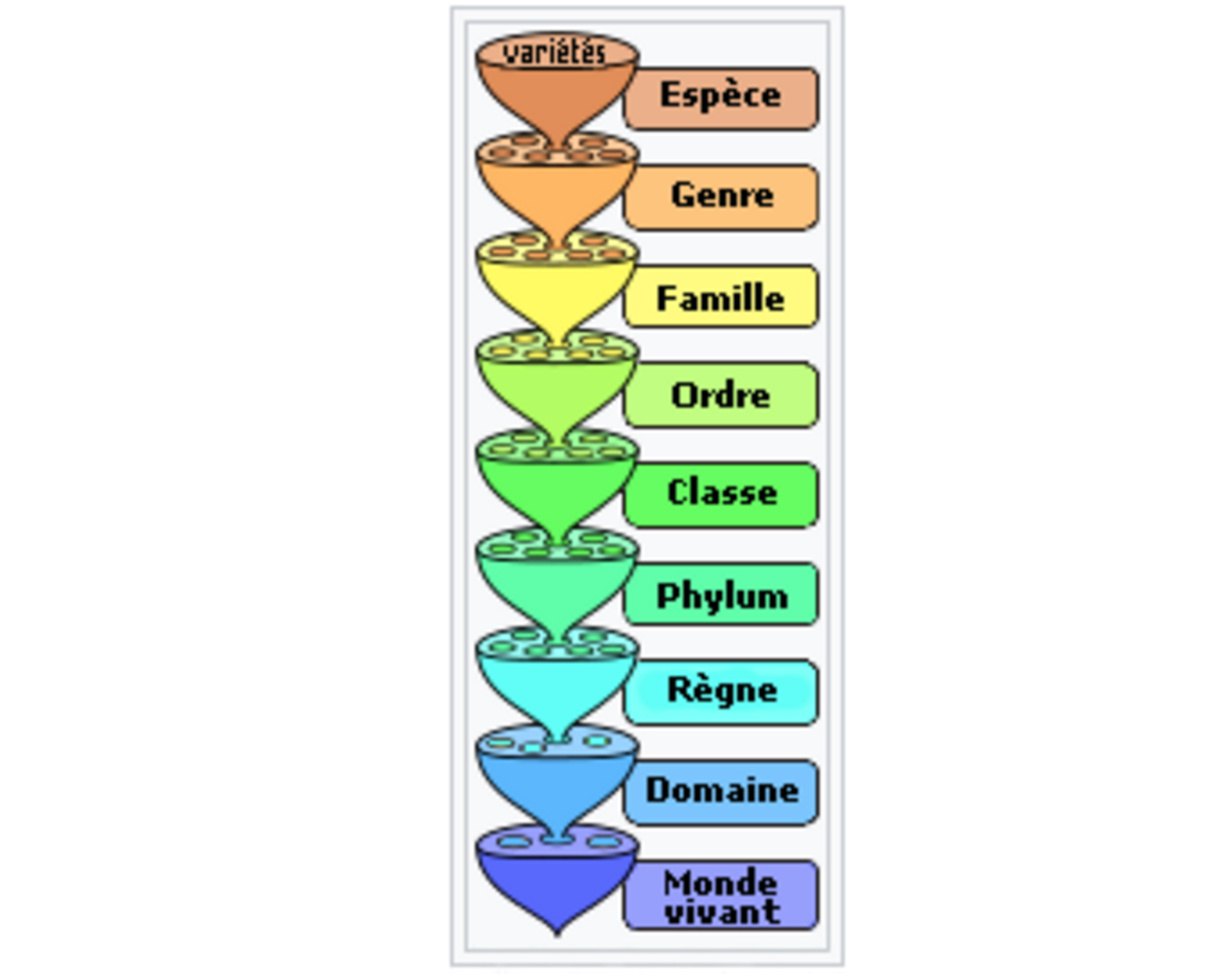 Les taxons - le jardin des oiseaux