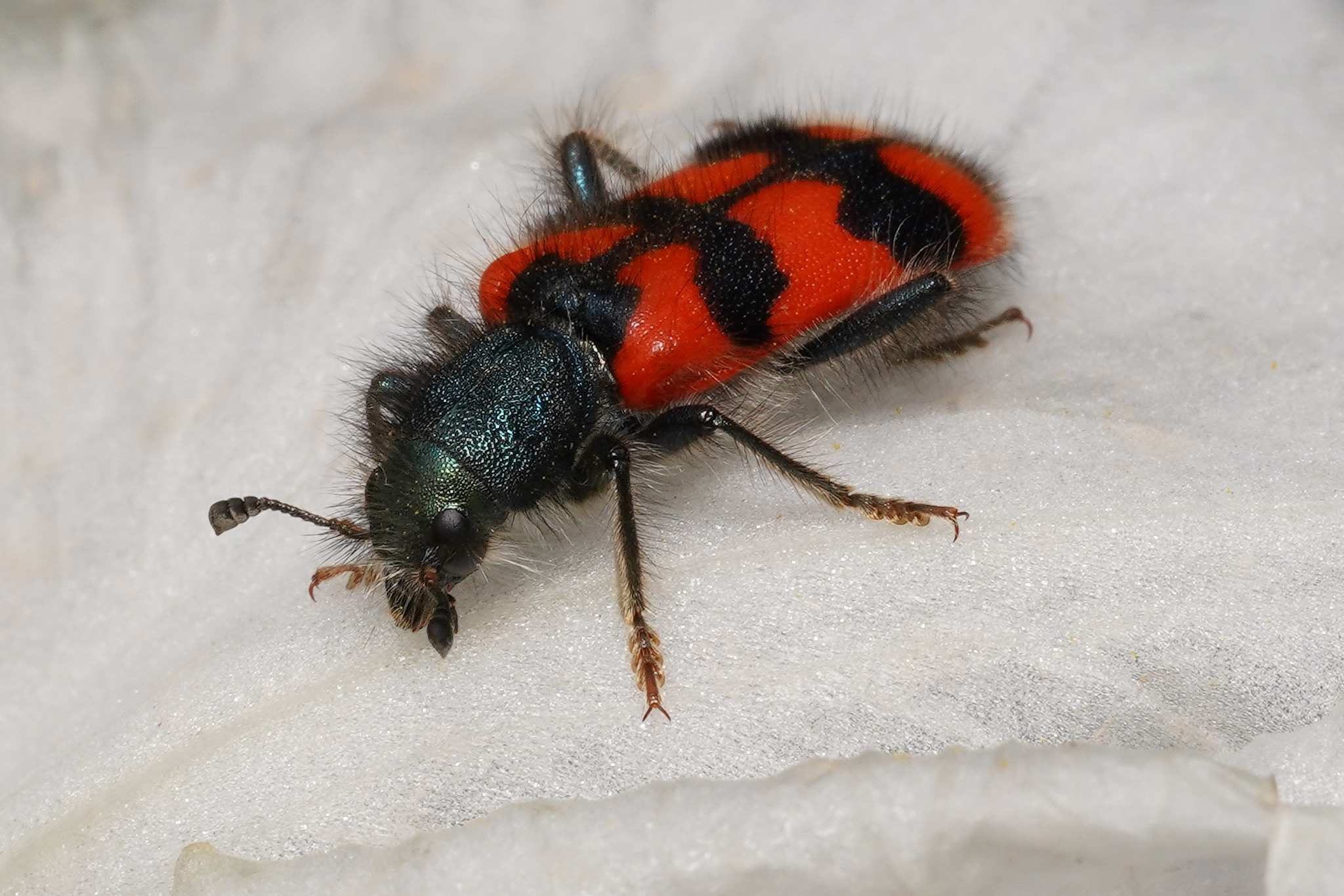 Clairon des ruches (Trichodes alvearius) - le jardin des oiseaux