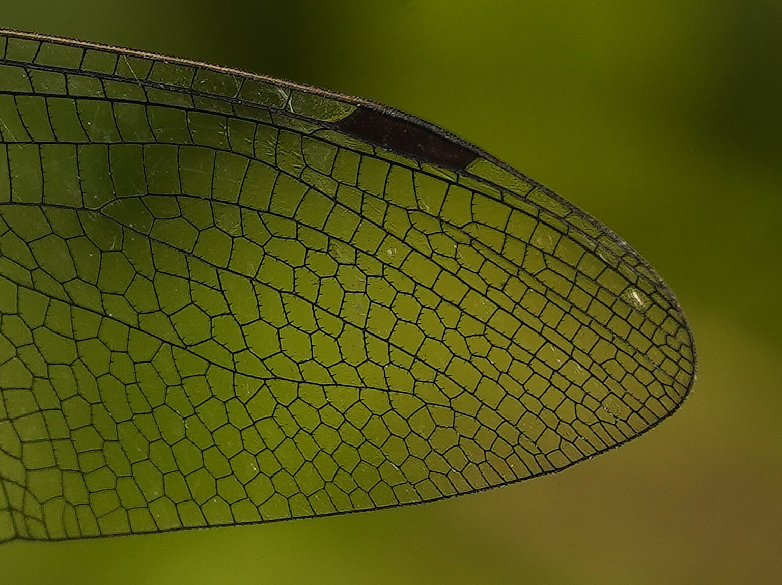 Pterostigma - le jardin des oiseaux